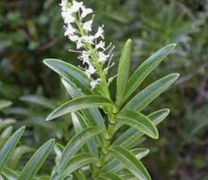 Koromiko Tincture 1:5 100ml – Self Heal Limited